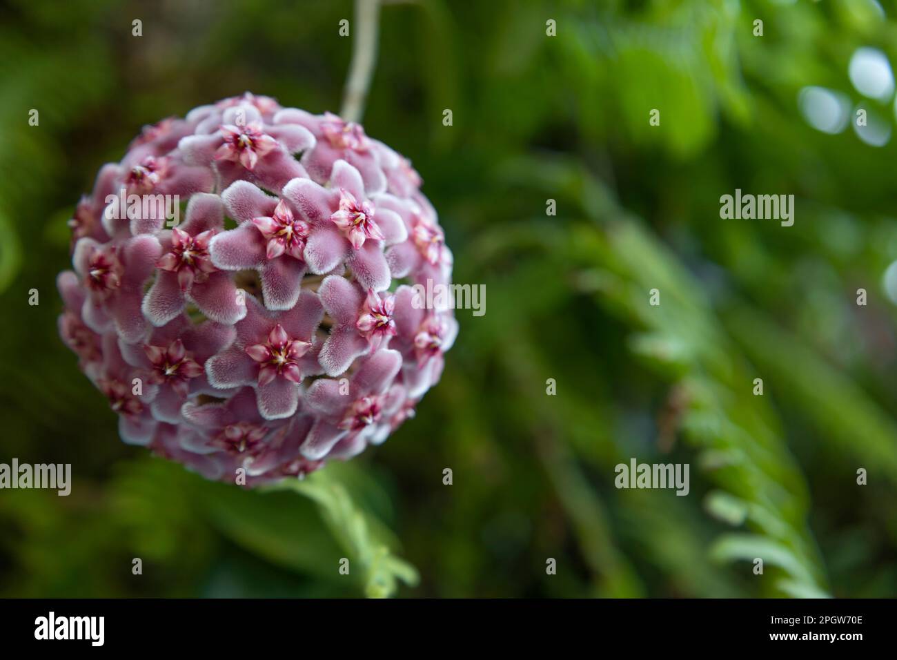 Hoya carnosa flowers. Porcelain flower or wax plant. pink blooming ...