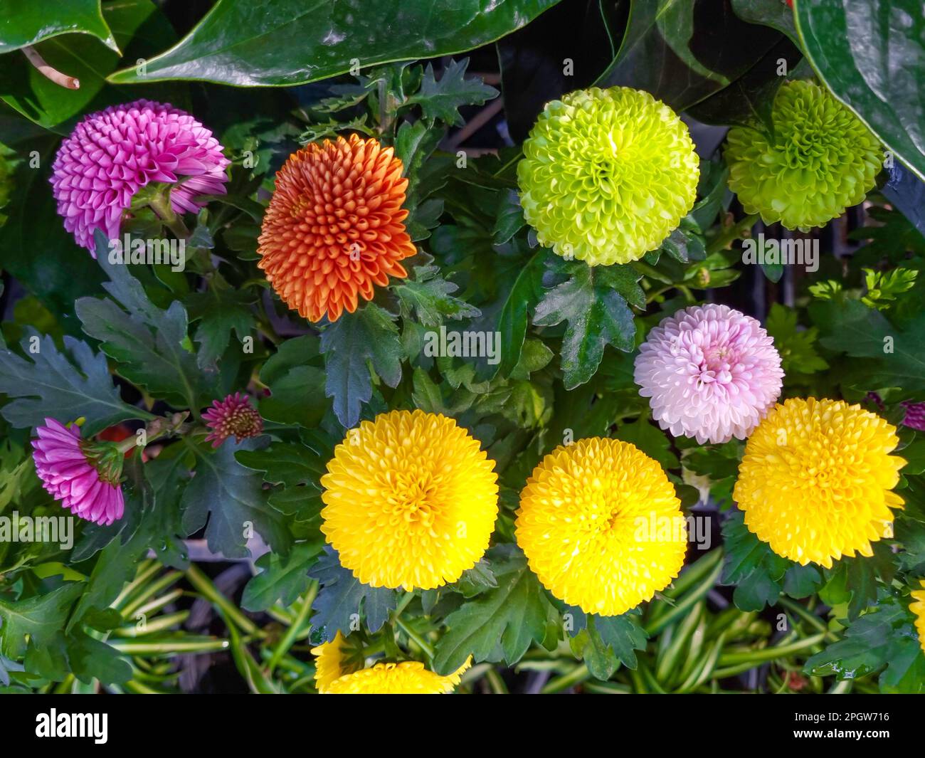 Dahlia and zinnia bouquet hi-res stock photography and images - Alamy