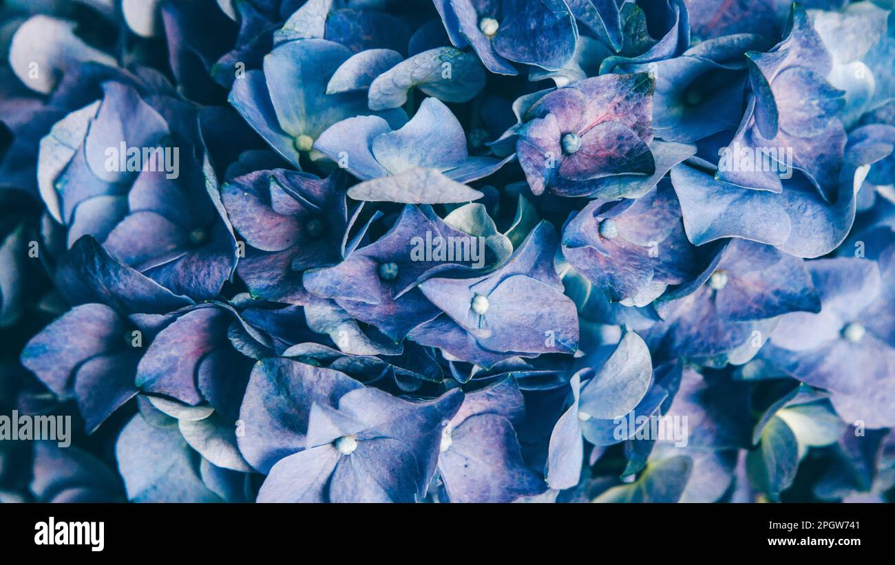 botany science natural flowers blue hortensia Stock Photo - Alamy