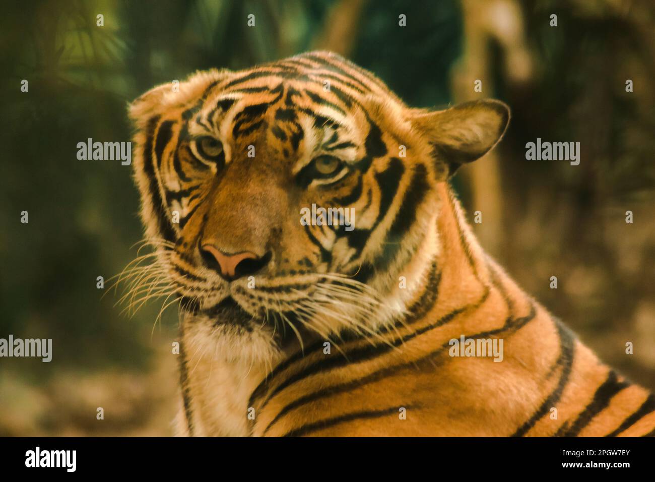 Sibirian Tiger, Amur Tiger, were gazing with awe-inspiring gaze ...