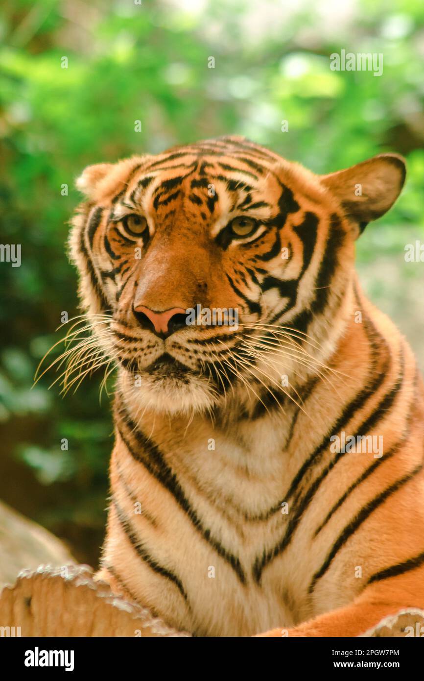 Sibirian Tiger, Amur Tiger, were gazing with awe-inspiring gaze ...