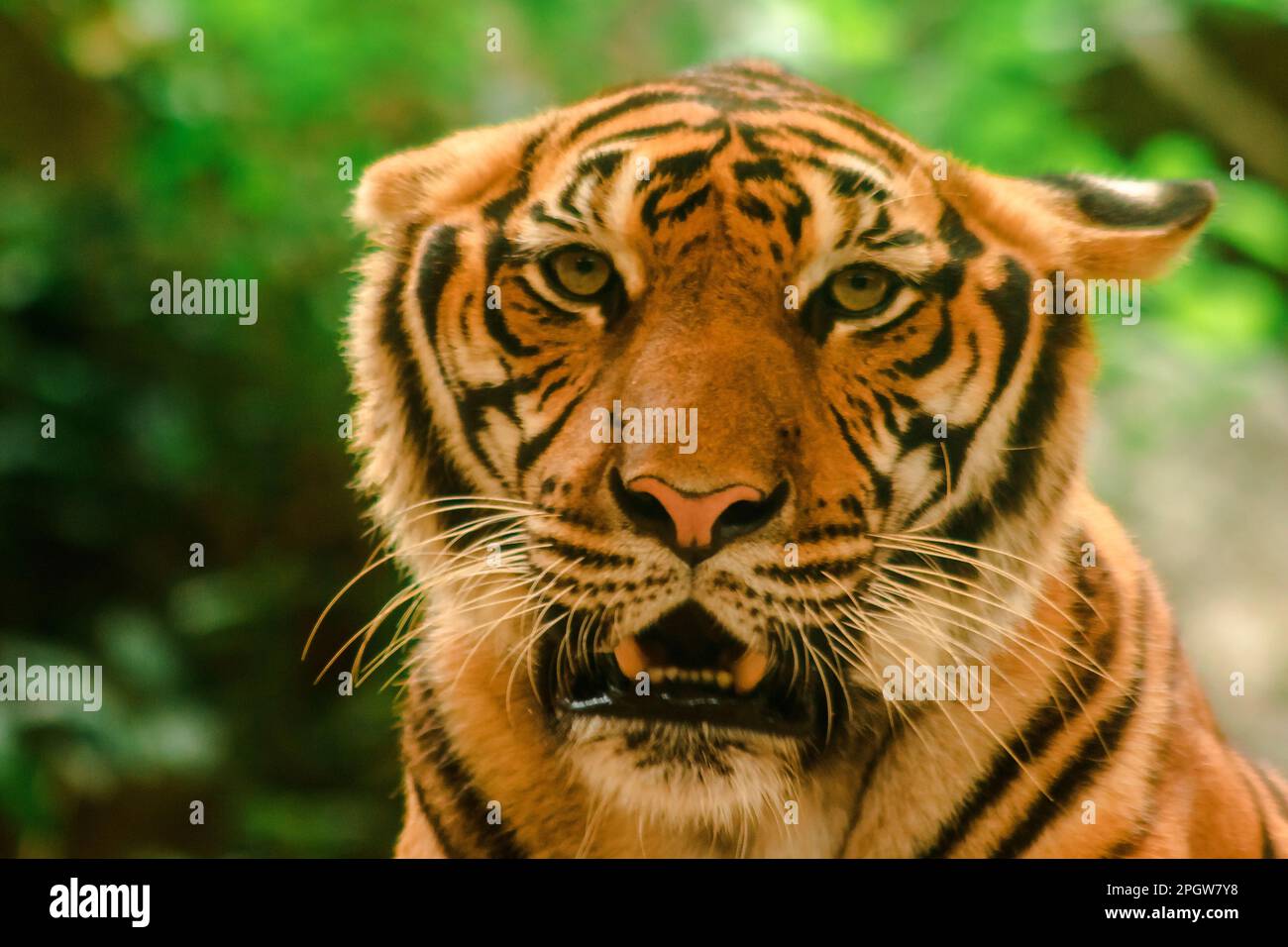 Sibirian Tiger, Amur Tiger, were gazing with awe-inspiring gaze ...
