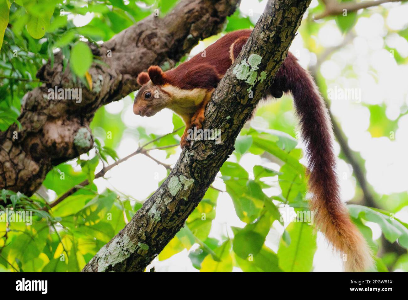 Indian giant squirrel natural habitat hi-res stock photography and ...