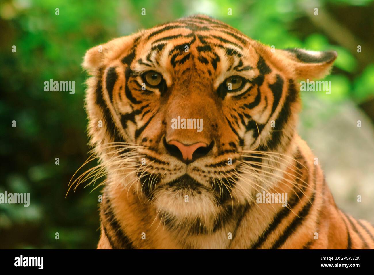 Sibirian Tiger, Amur Tiger, were gazing with awe-inspiring gaze ...