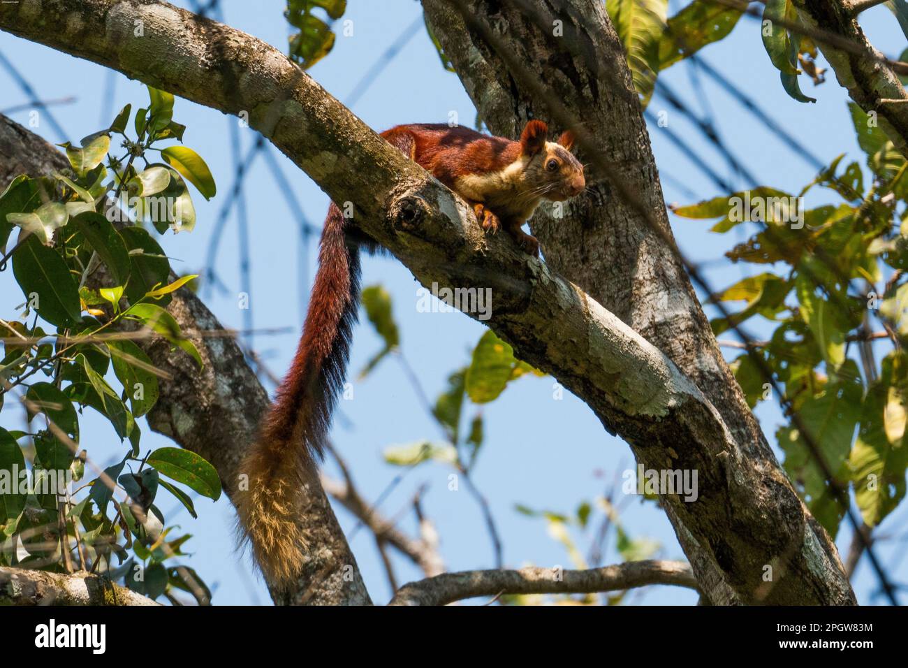 Indian giant squirrel habitat hi-res stock photography and images - Alamy