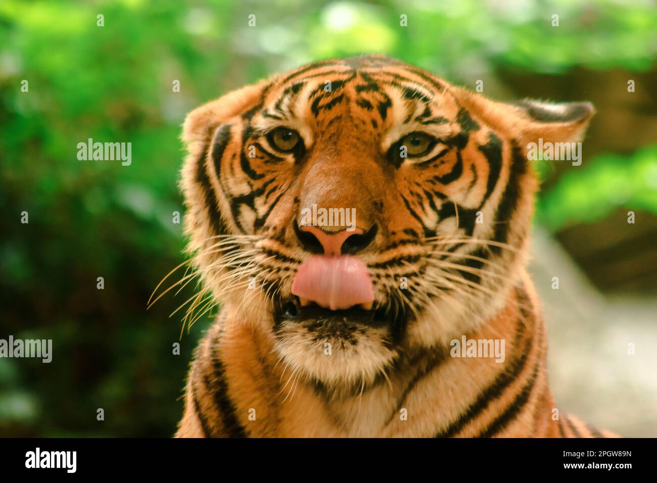 Sibirian Tiger, Amur Tiger, were gazing with awe-inspiring gaze ...
