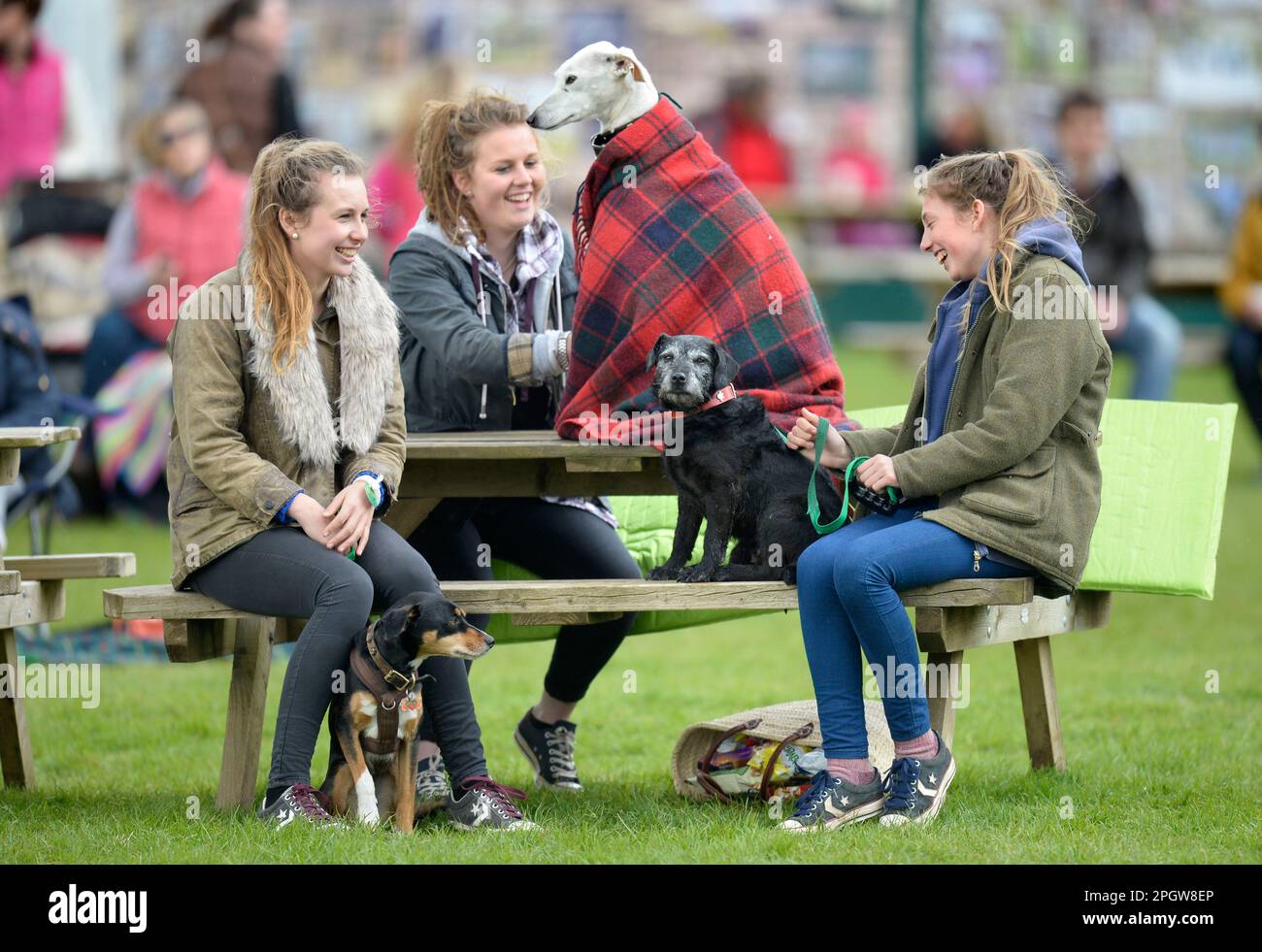 A Greyhound dog wrapped up in a rug from the rain at The Badminton ...