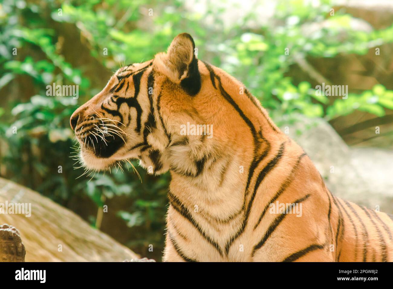 Sibirian Tiger, Amur Tiger, were gazing with awe-inspiring gaze ...
