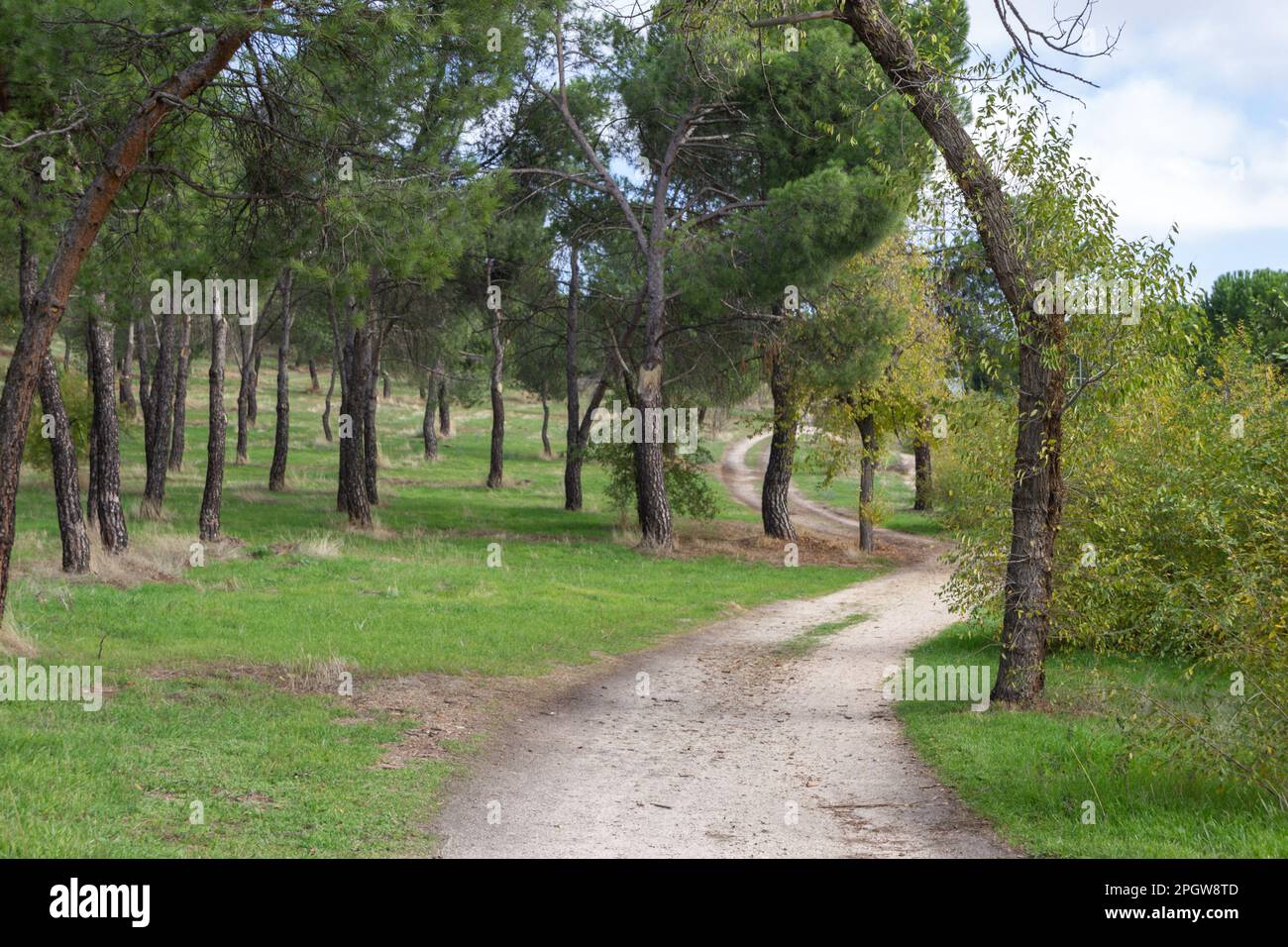 Curvy path in a green forest Stock Photo - Alamy