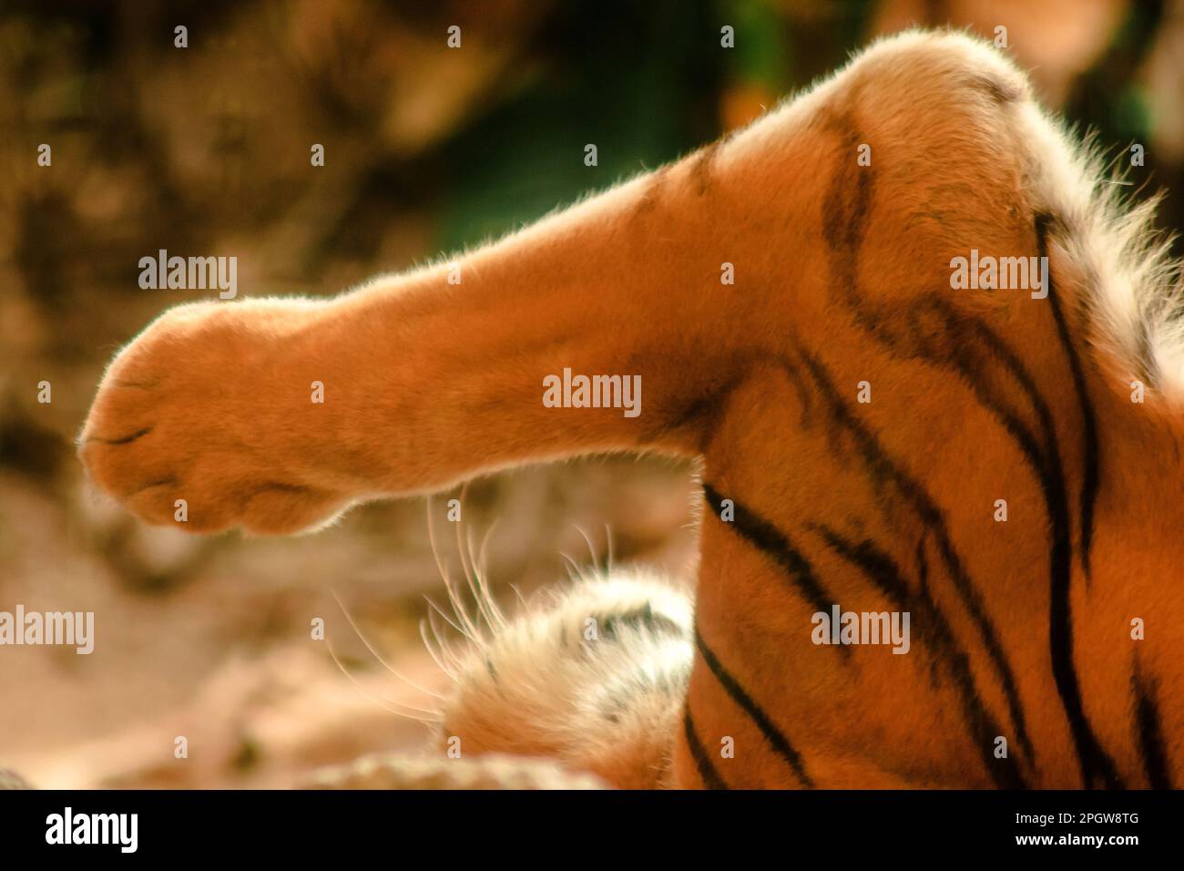 The tiger's feet The tiger's paws and toes are hidden inside, which ...