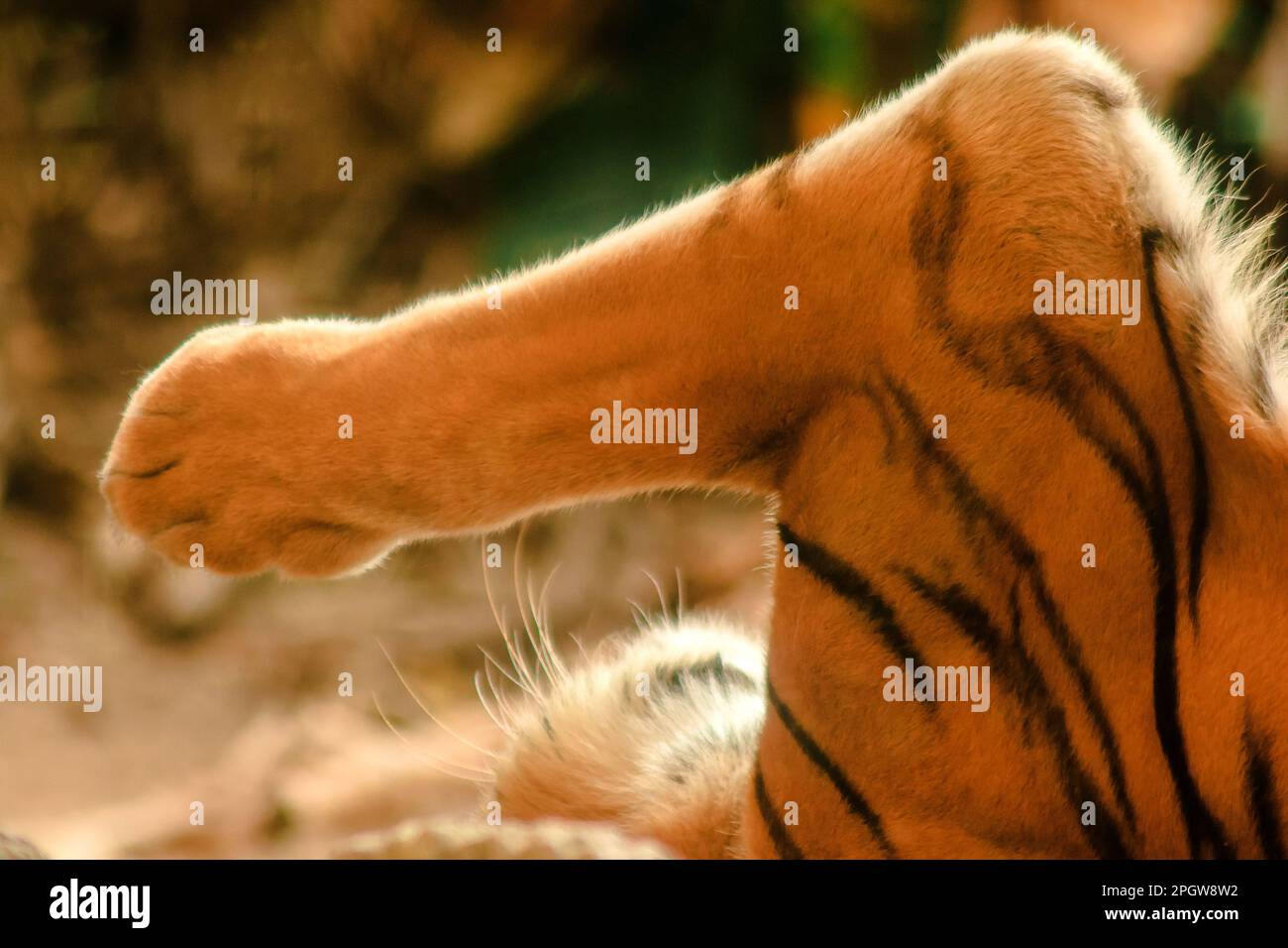 The tiger's feet The tiger's paws and toes are hidden inside, which ...
