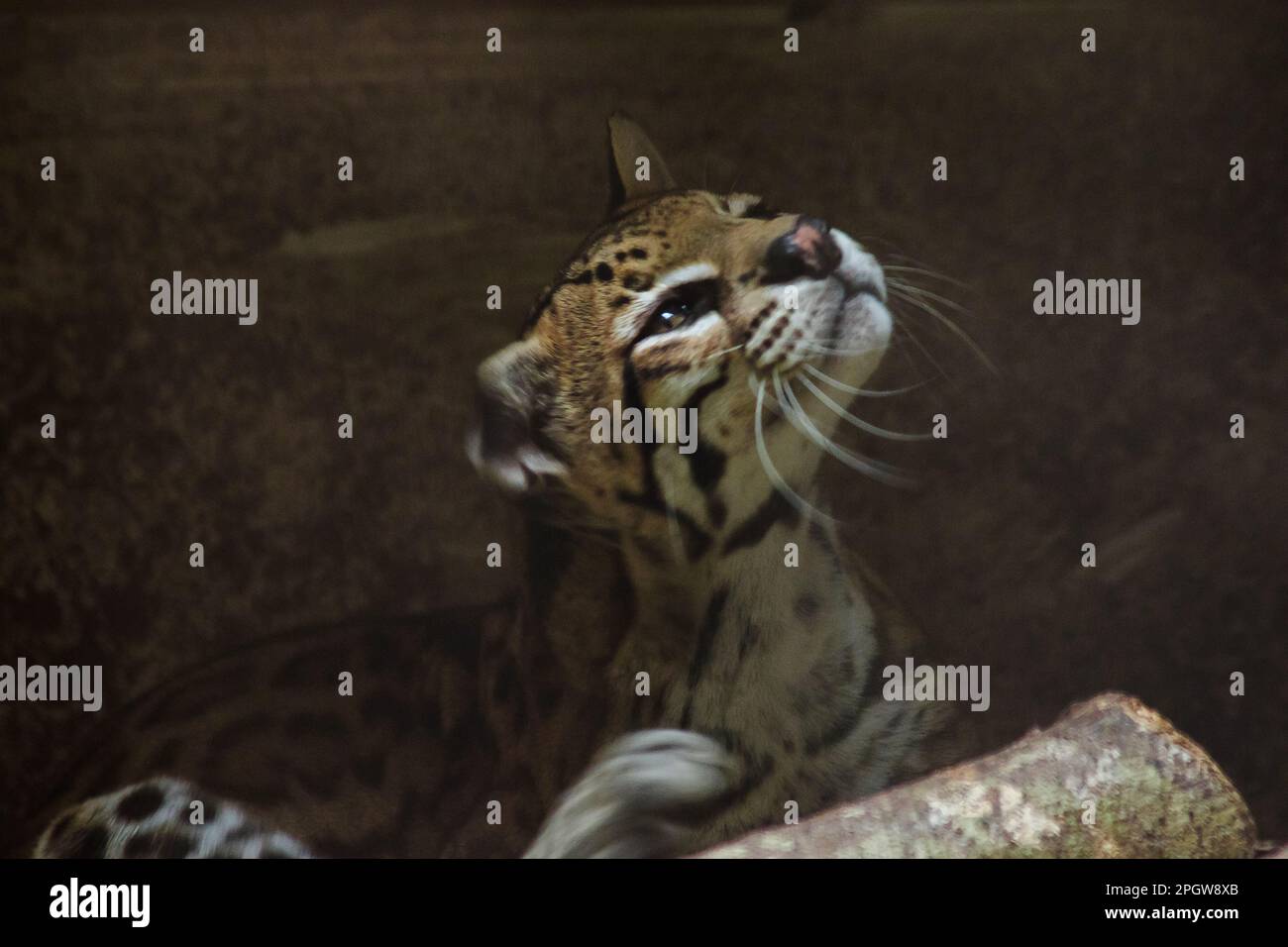 Ocelot was resting on a branch. The hair on the stomach is white. There ...