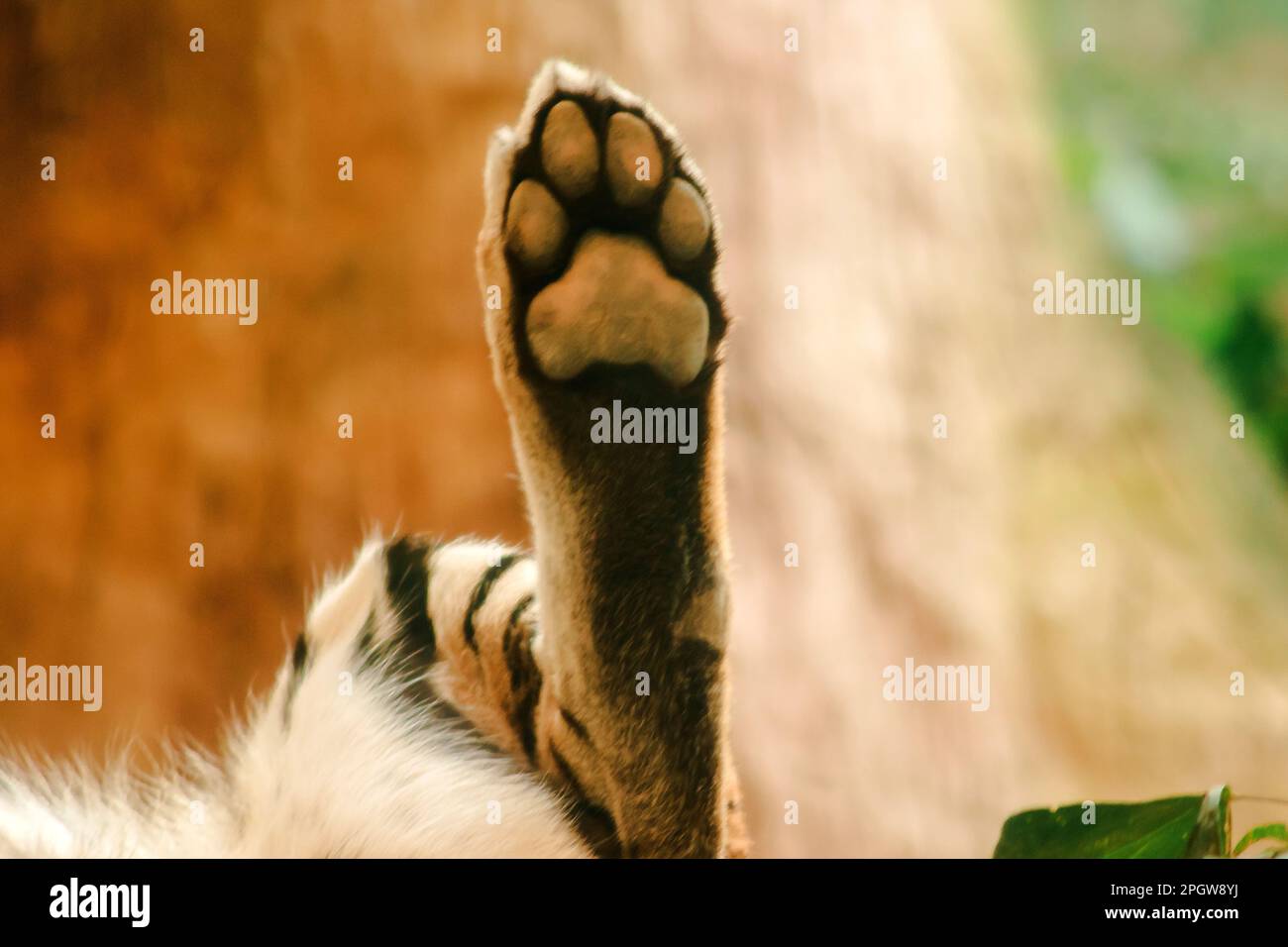 The Tigers Feet The Tigers Paws And Toes Are Hidden Inside Which Resemble A Cat But Bigger