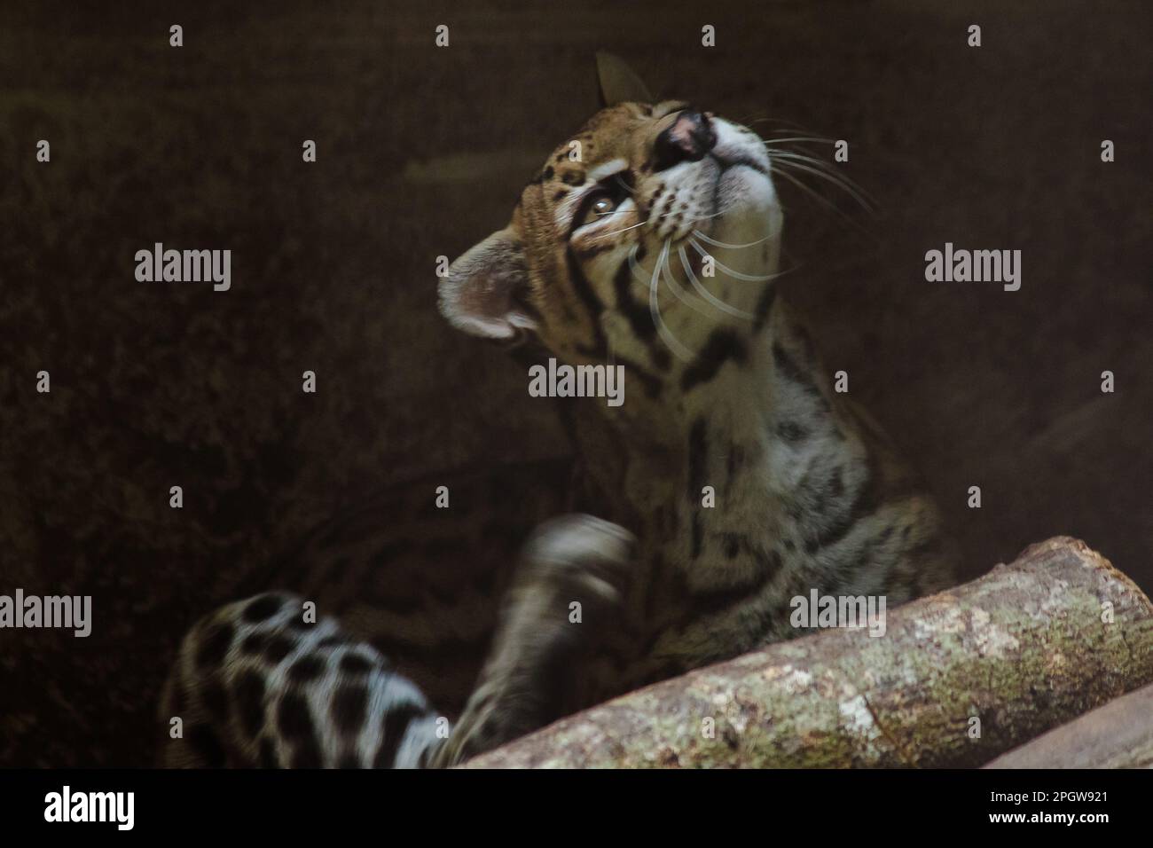 Ocelot was resting on a branch. The hair on the stomach is white. There ...