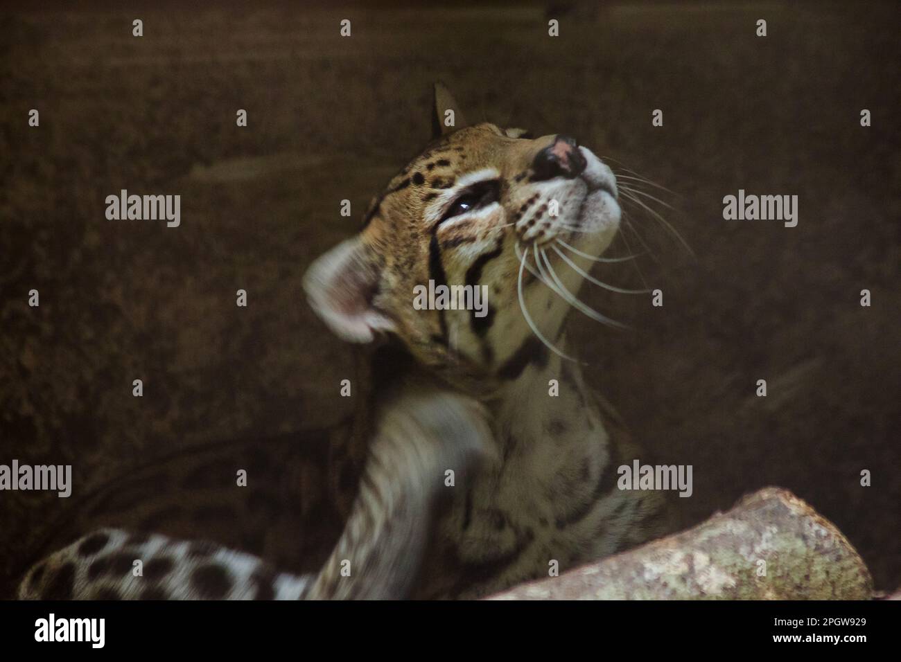 Ocelot was resting on a branch. The hair on the stomach is white. There ...