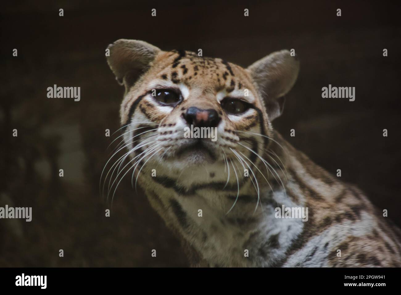 Ocelot was resting on a branch. The hair on the stomach is white. There ...