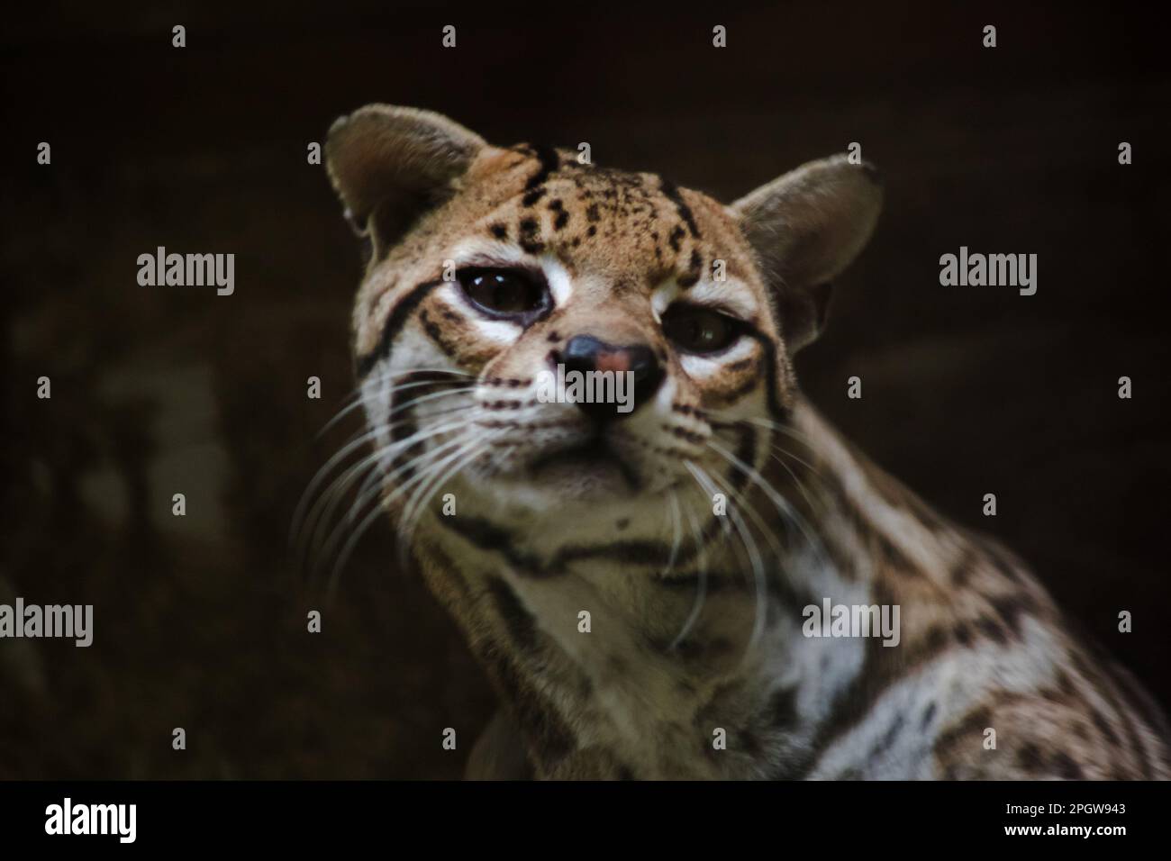 Ocelot was resting on a branch. The hair on the stomach is white. There ...
