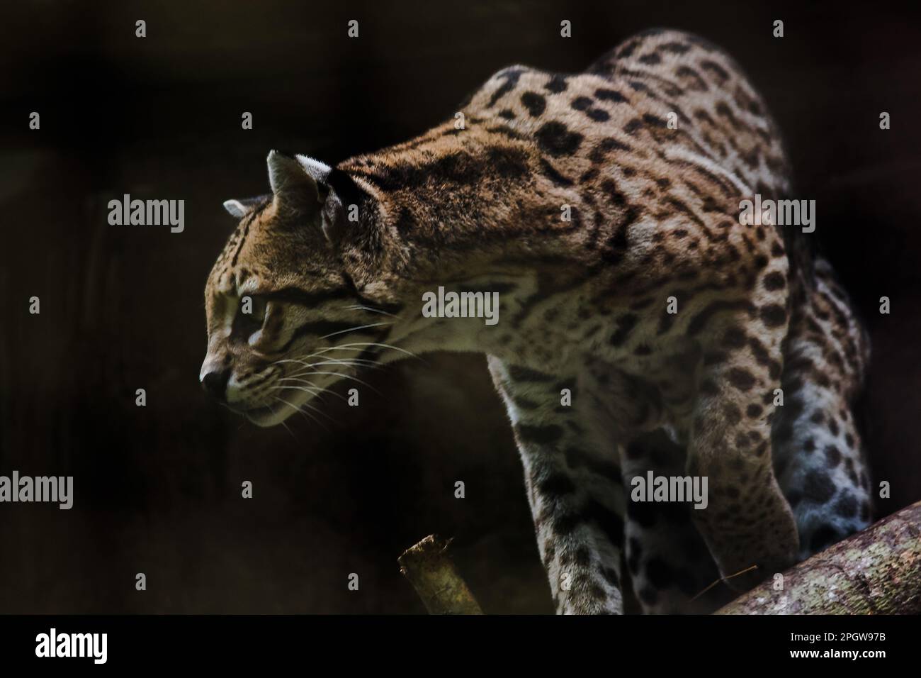 Ocelot was resting on a branch. The hair on the stomach is white. There ...