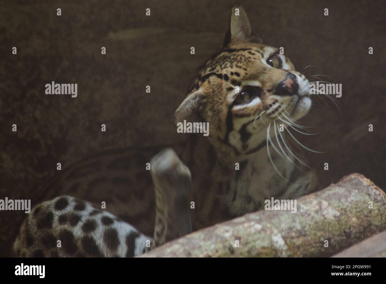 Ocelot on a branch Exhibited in the zoo The hair on the stomach is ...