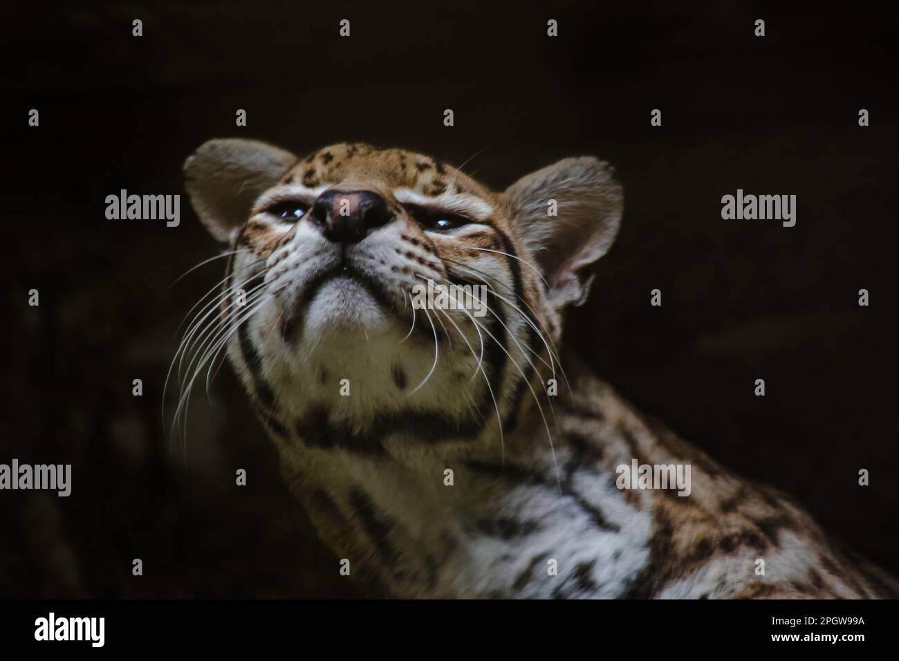 Ocelot on a branch Exhibited in the zoo The hair on the stomach is ...