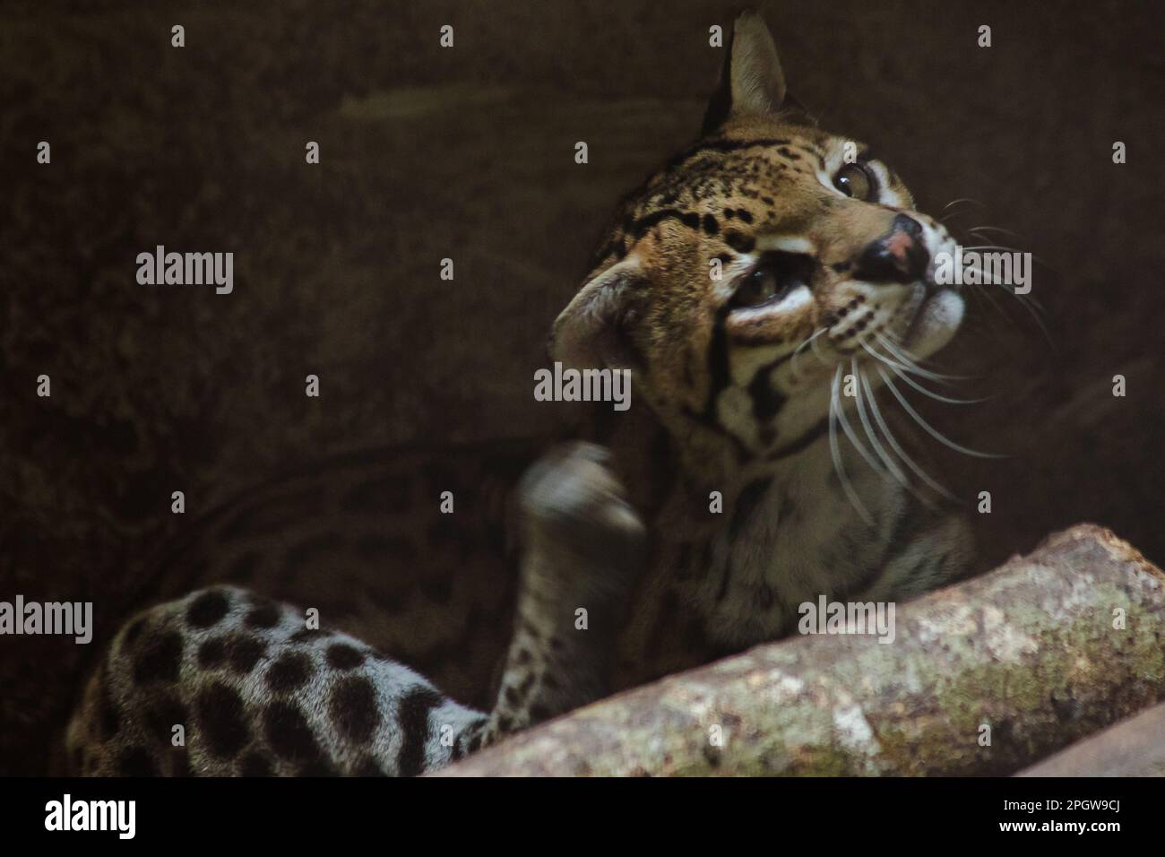 Ocelot on a branch Exhibited in the zoo The hair on the stomach is ...