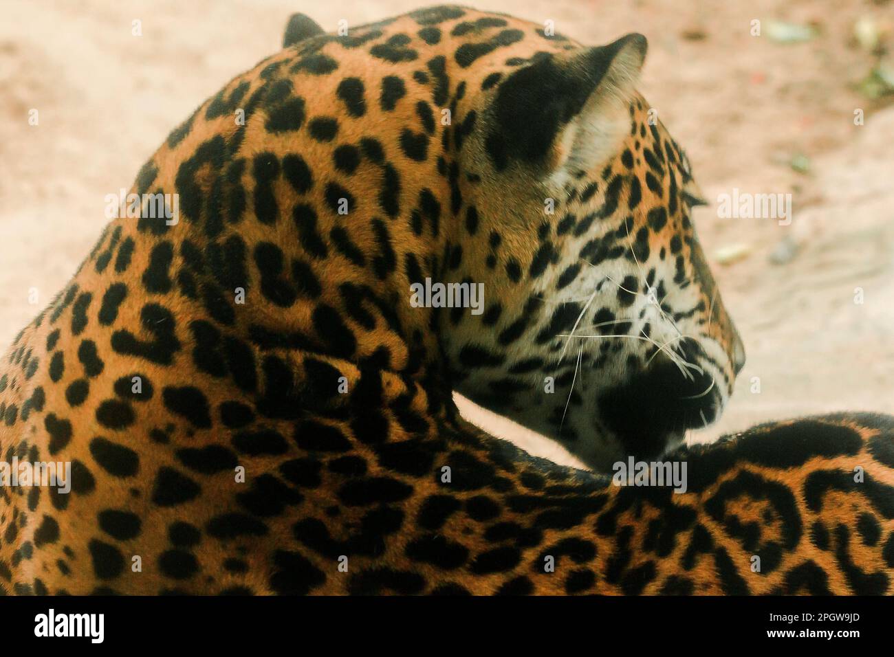 The pattern on the skin of the Jaguar tiger has a flower pattern like a ...