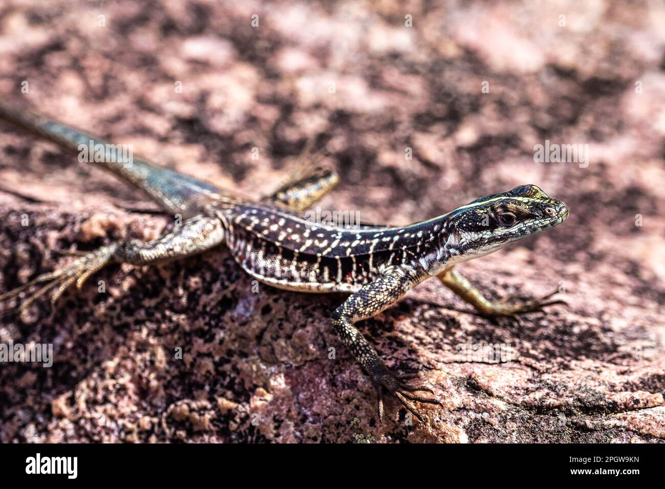 Lizard at the Buracao waterfall, Ibicoara, Chapada Diamantina in Bahia ...