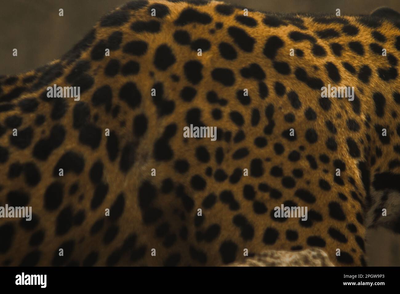 The pattern on the skin of the Jaguar tiger has a flower pattern like a ...