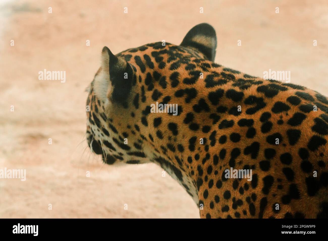 The pattern on the skin of the Jaguar tiger has a flower pattern like a ...