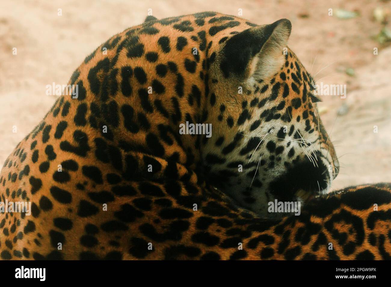 The pattern on the skin of the Jaguar tiger has a flower pattern like a ...