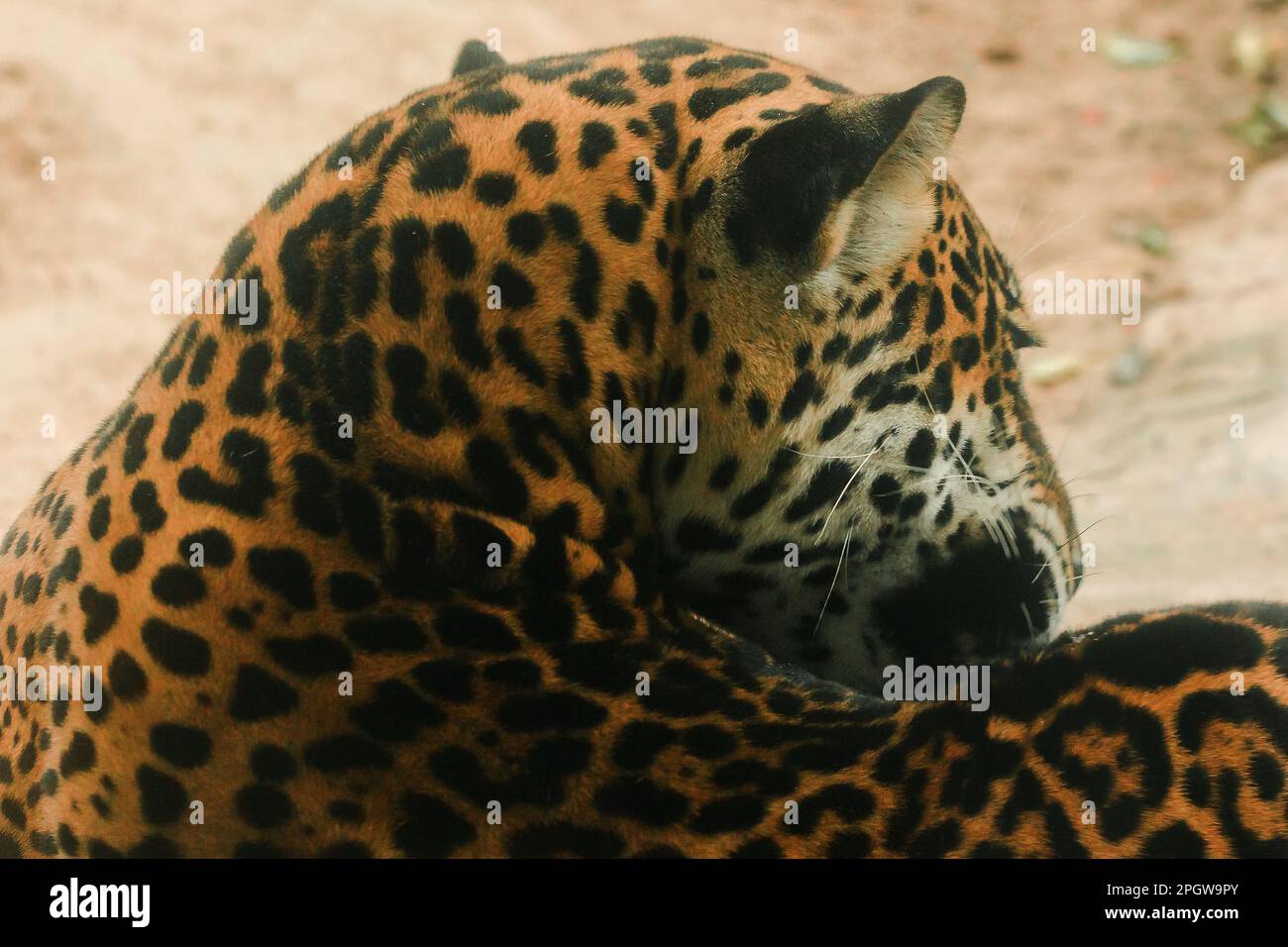 The pattern on the skin of the Jaguar tiger has a flower pattern like a ...