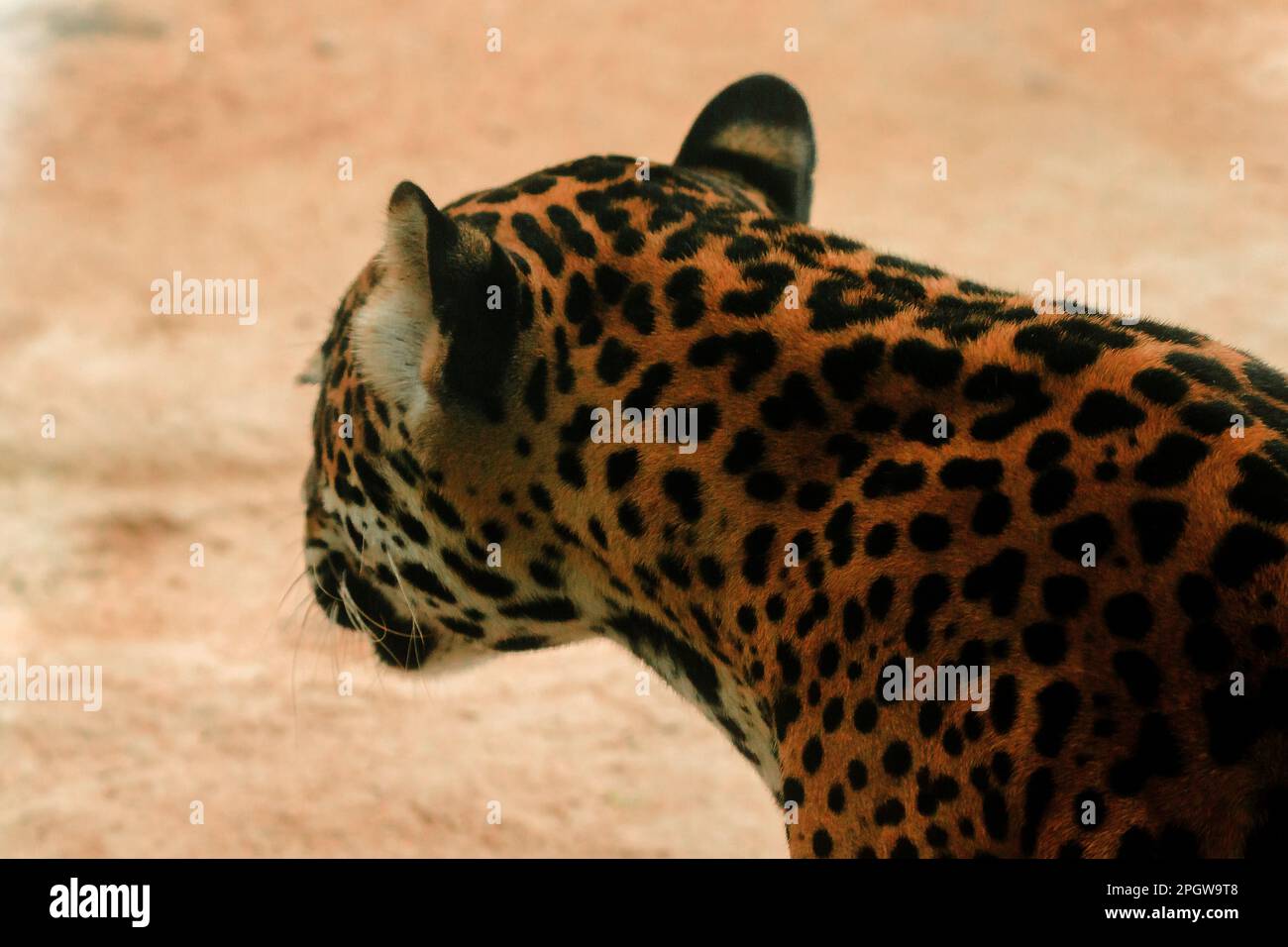 The pattern on the skin of the Jaguar tiger has a flower pattern like a ...