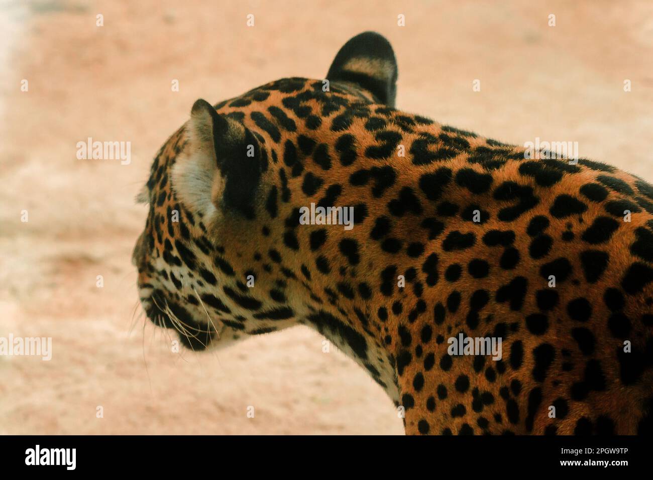 The pattern on the skin of the Jaguar tiger has a flower pattern like a ...