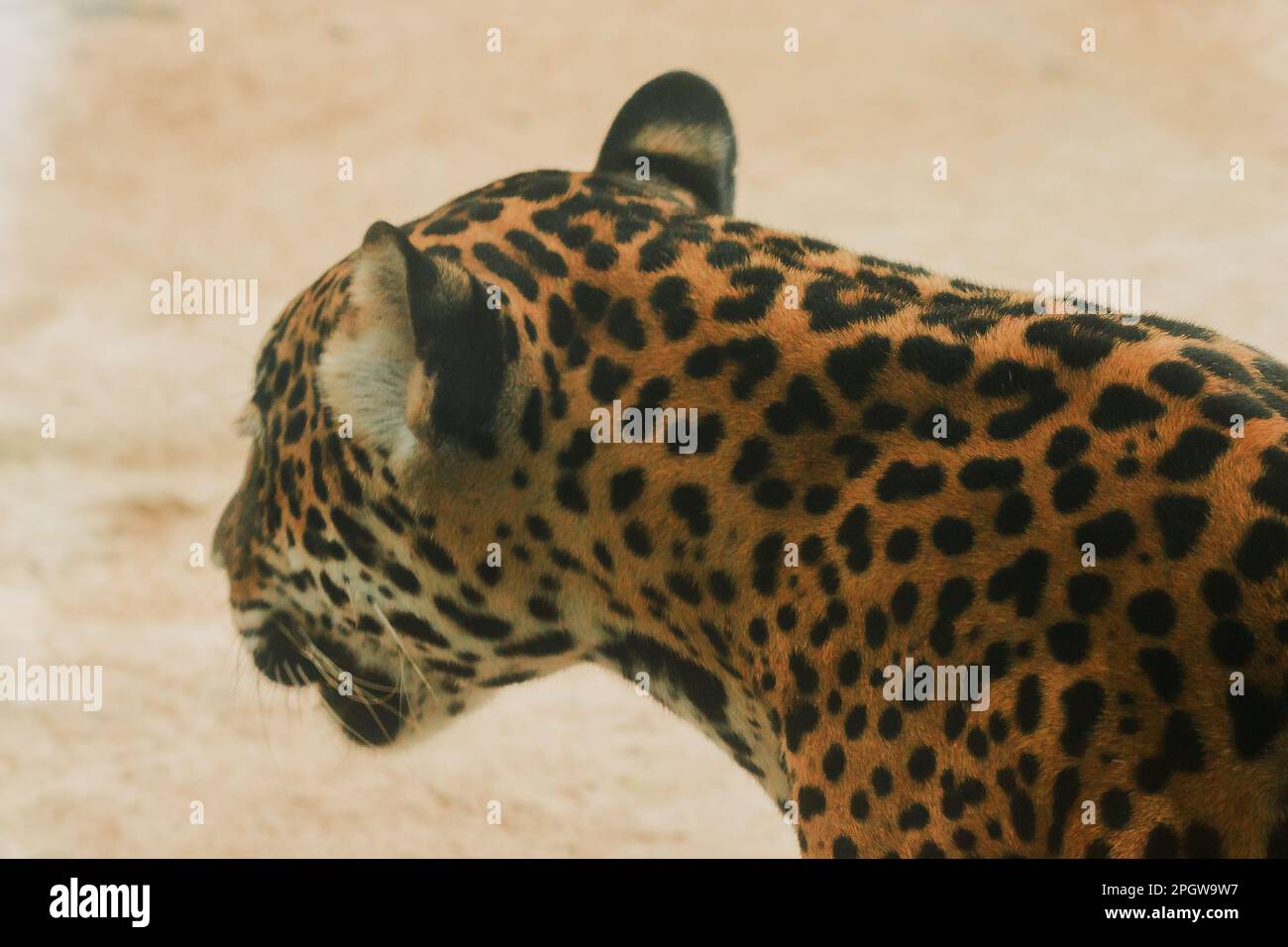 The pattern on the skin of the Jaguar tiger has a flower pattern like a ...