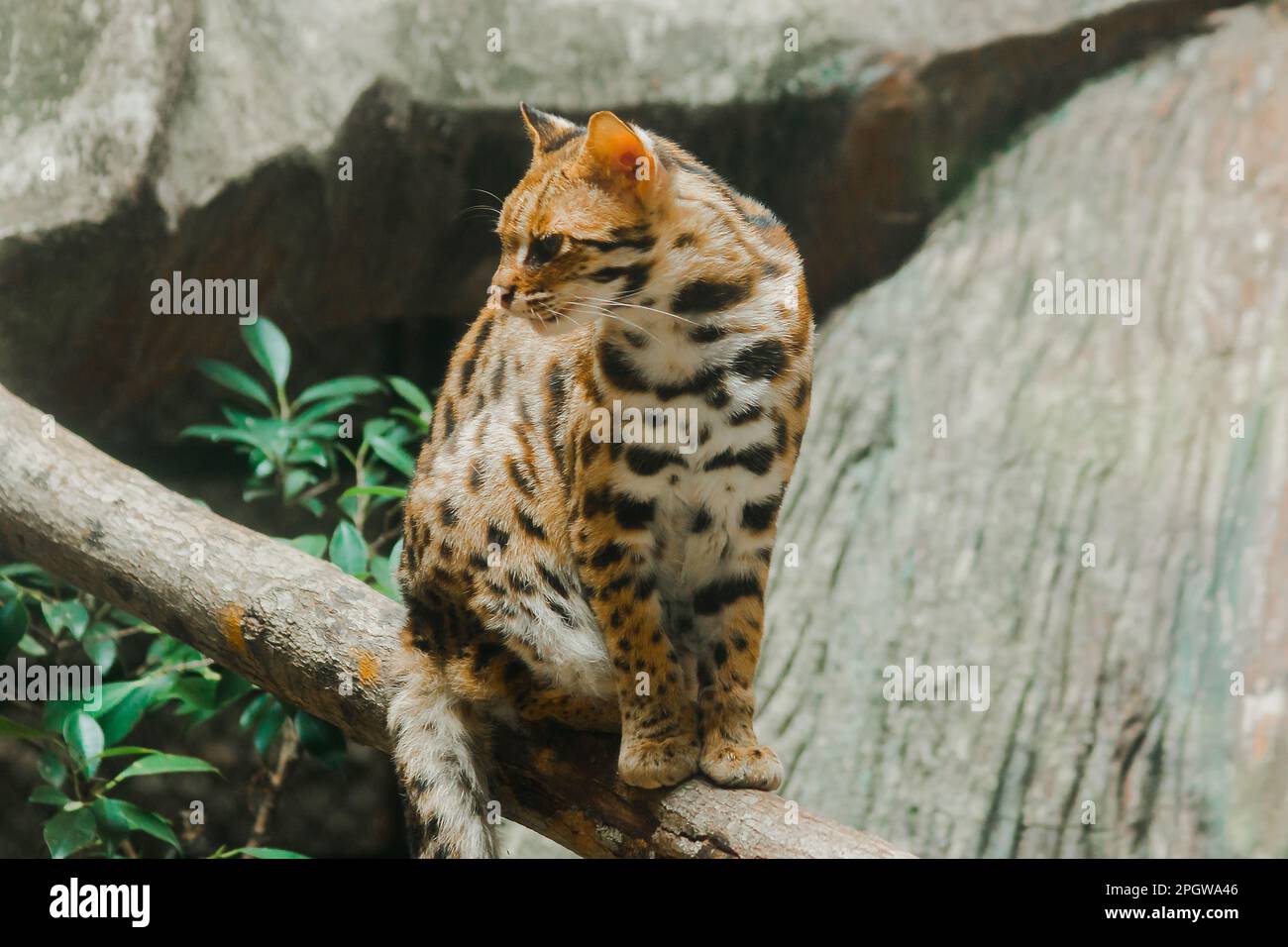 Ocelot sits on a branch. Have a short, thick, soft coat The belly hair ...