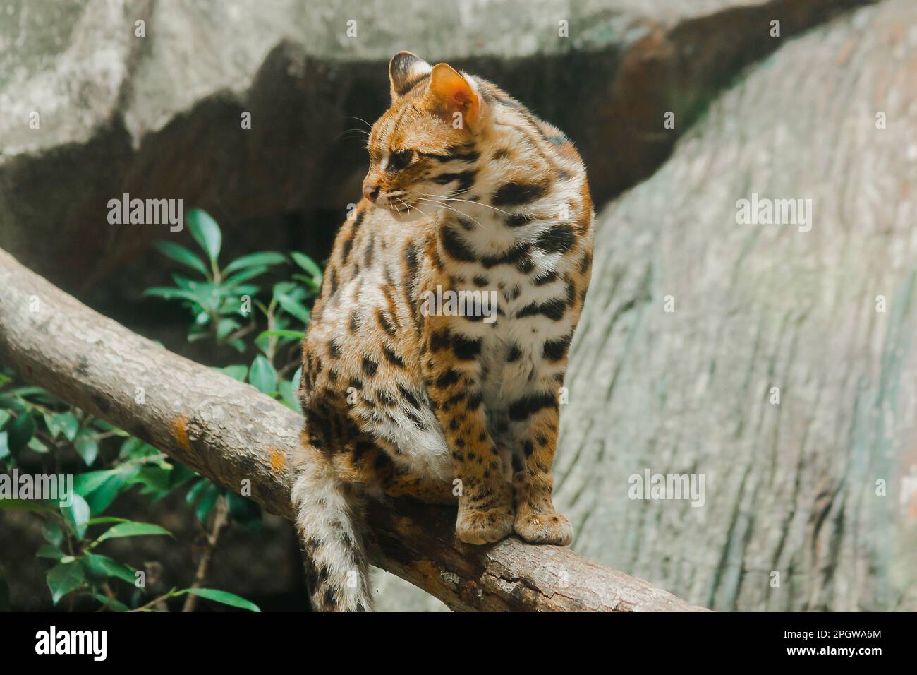 Ocelot sits on a branch. Have a short, thick, soft coat The belly hair ...