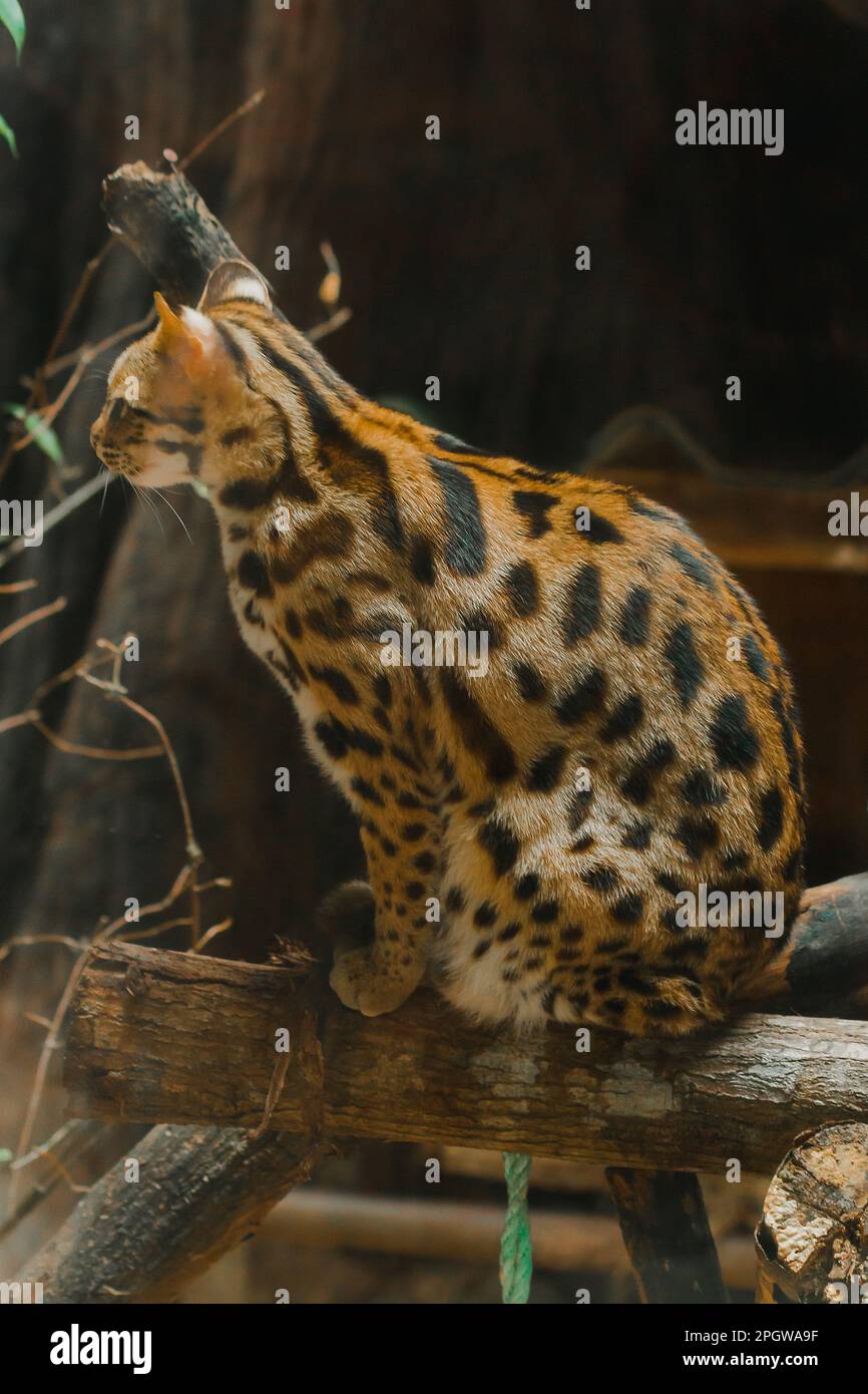 Ocelot sits on a branch. Have a short, thick, soft coat The belly hair ...