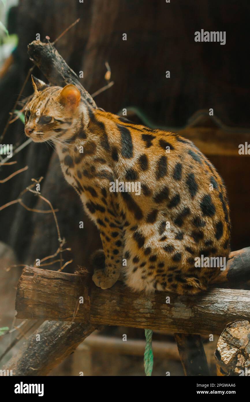 Ocelot sits on a branch. Have a short, thick, soft coat The belly hair ...
