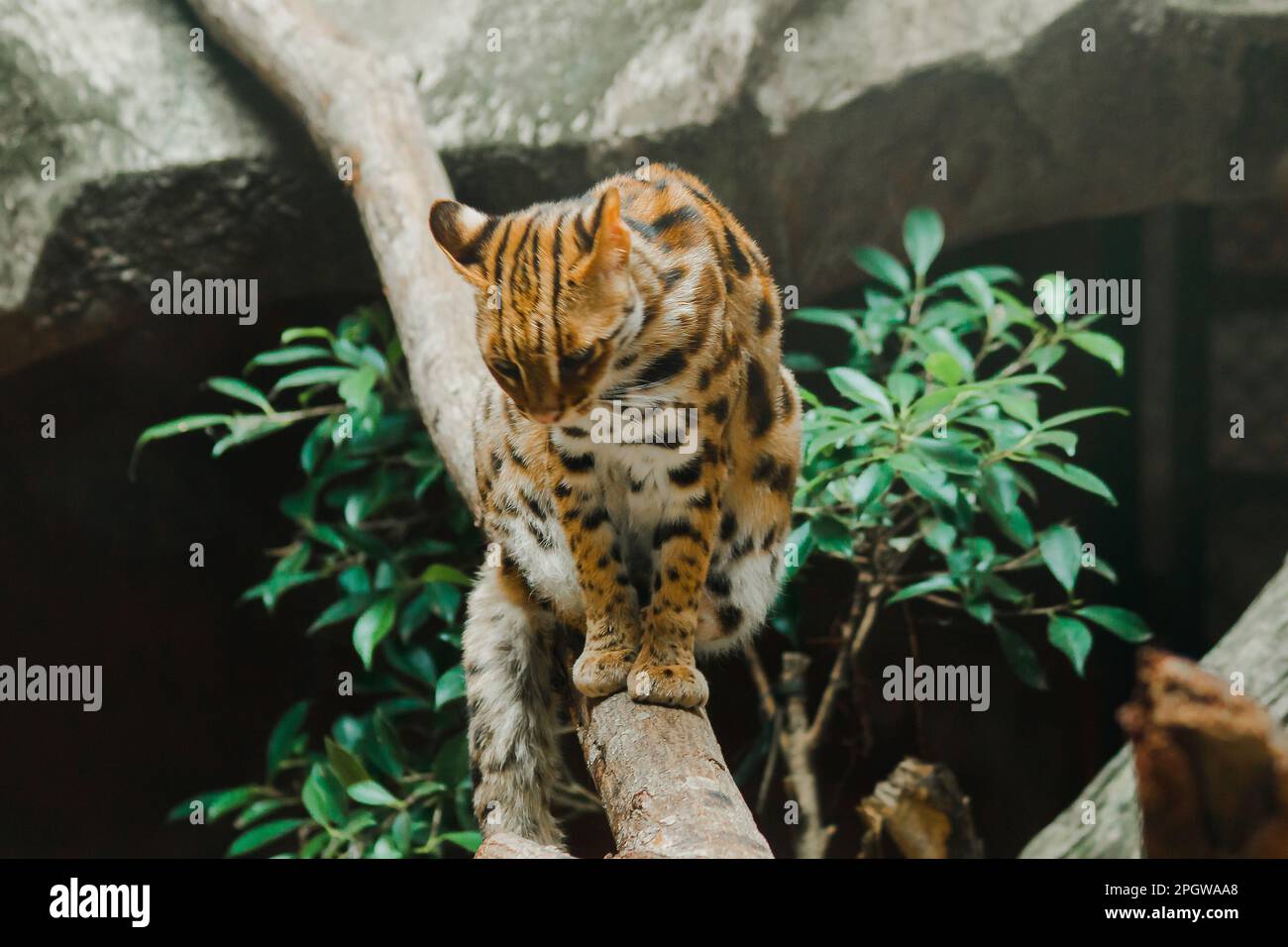 Black And White With Green Belly Lines