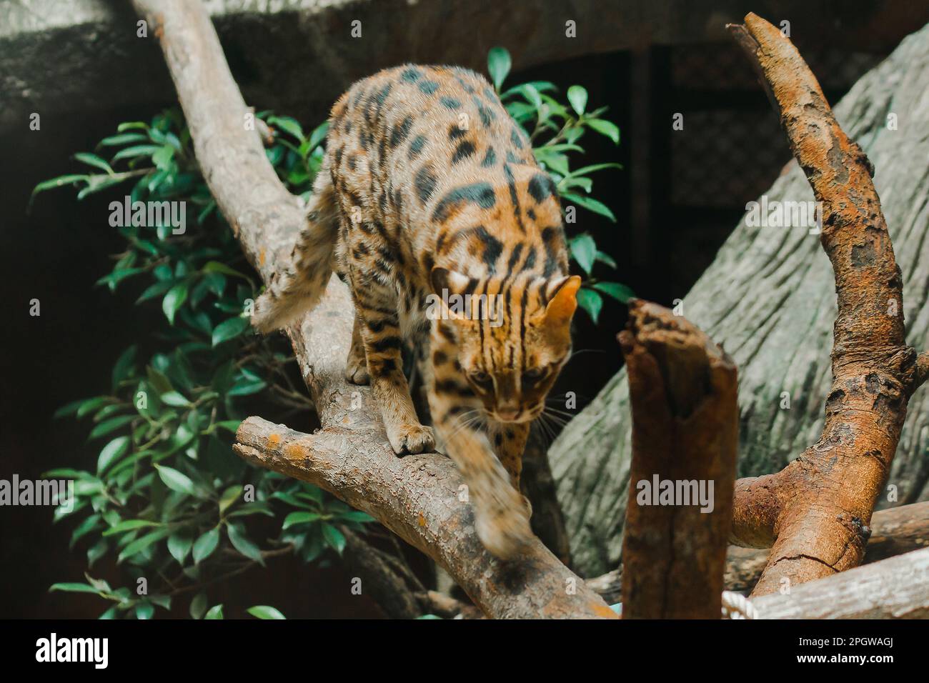 Ocelot walking on a branch. Have a short, thick, soft coat The belly ...