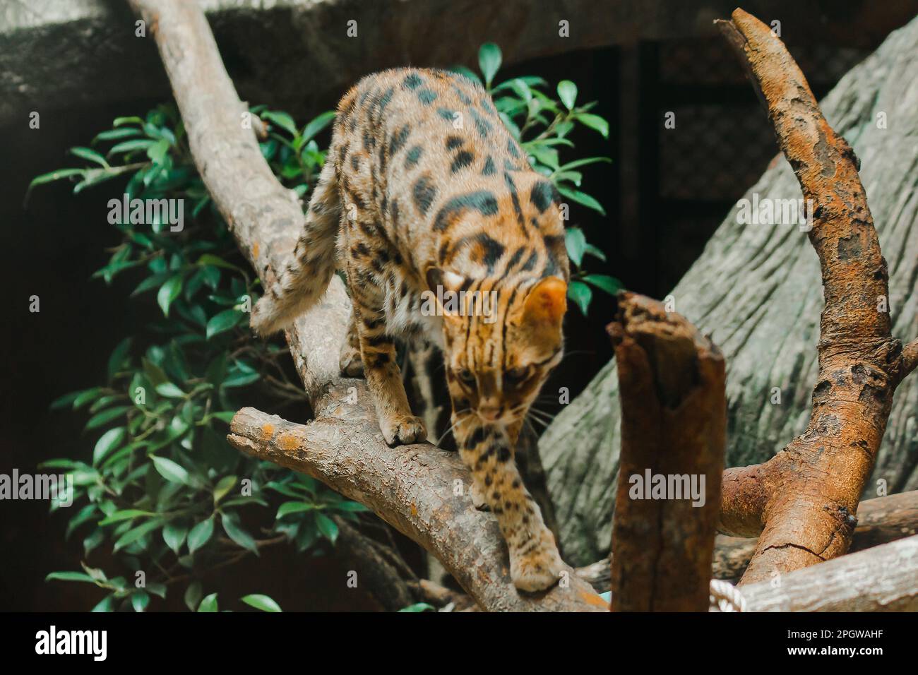 Ocelot walking on a branch. Have a short, thick, soft coat The belly ...