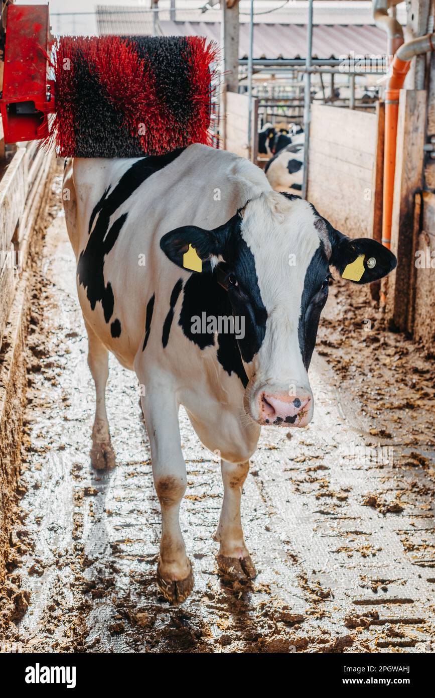 A black and white milk cow scratching her back on an electric back ...