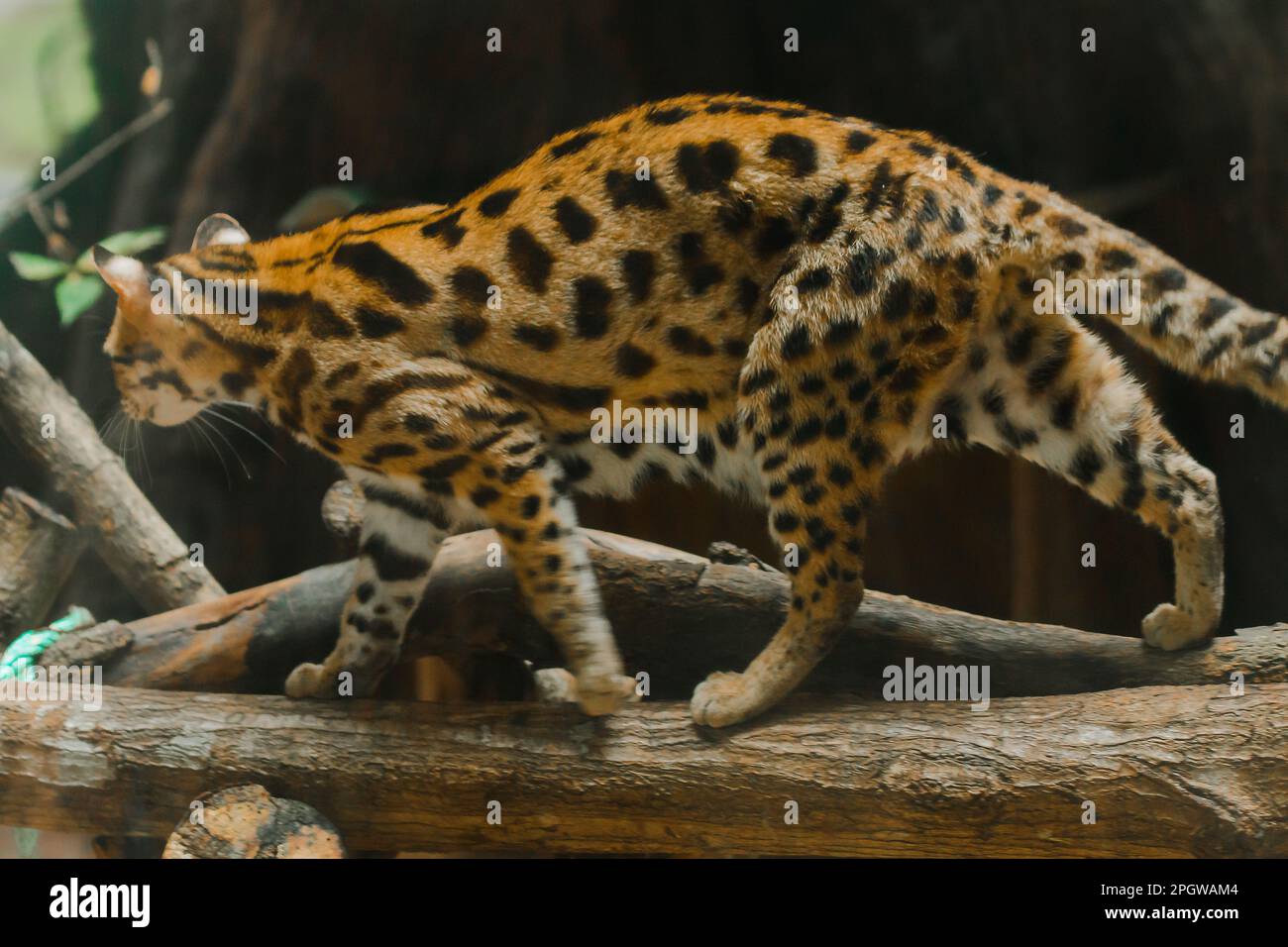 Ocelot walking on a branch. Have a short, thick, soft coat The belly ...