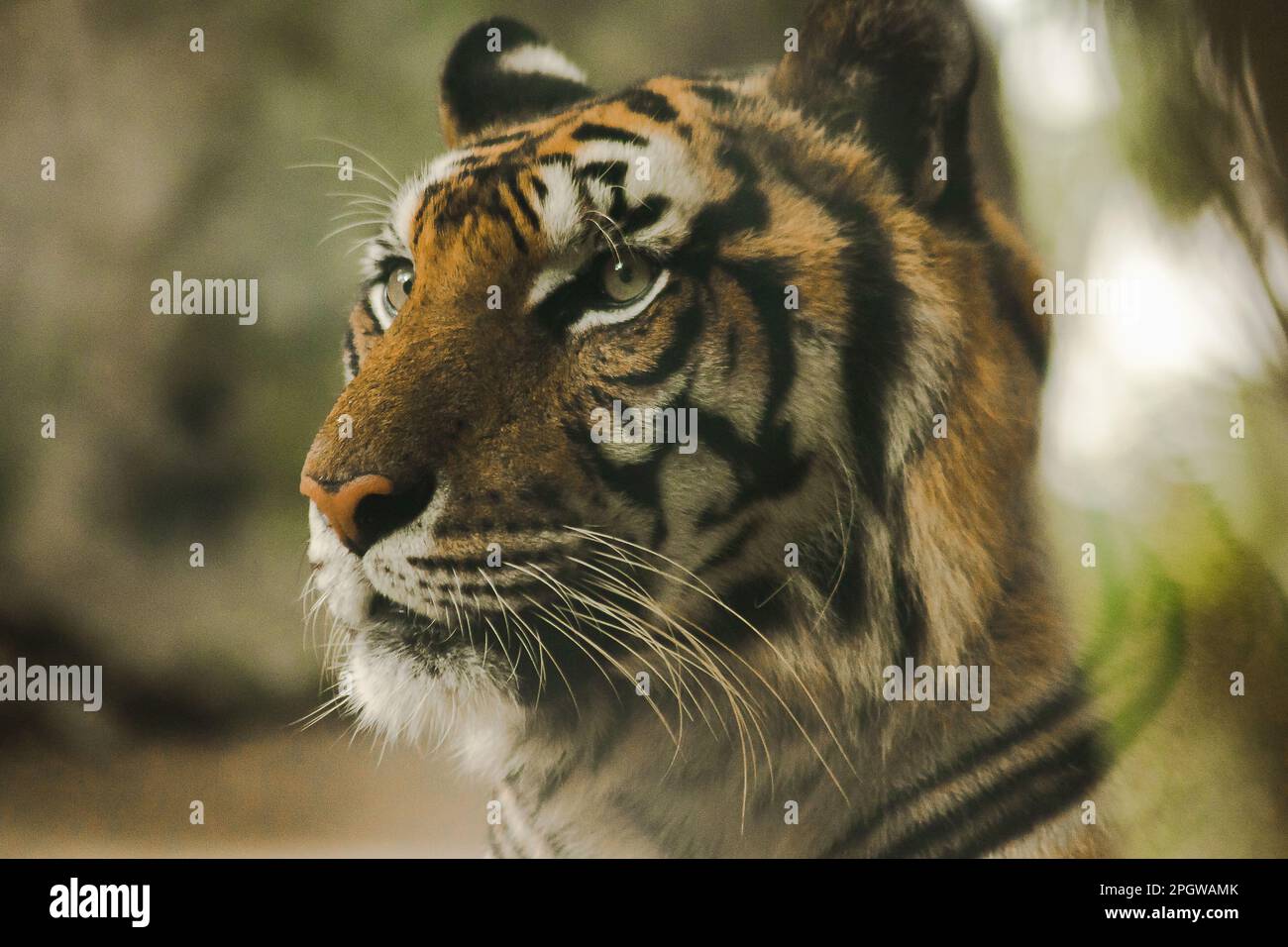 The tiger's gaze had a terrifying eye.The eyes of a tiger look.Tigers ...