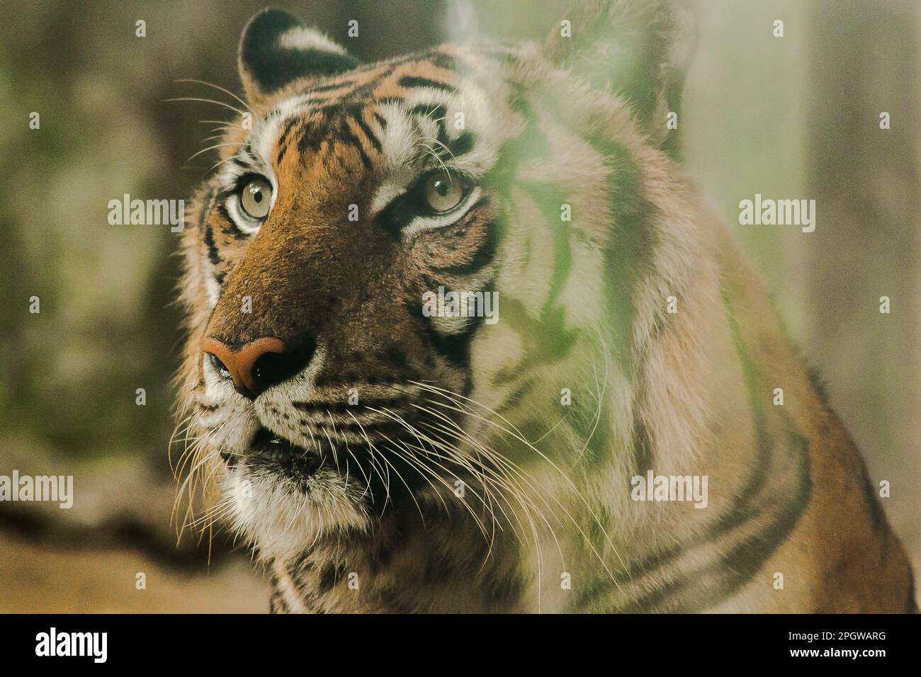 The tiger's gaze had a terrifying eye.The eyes of a tiger look.Tigers ...