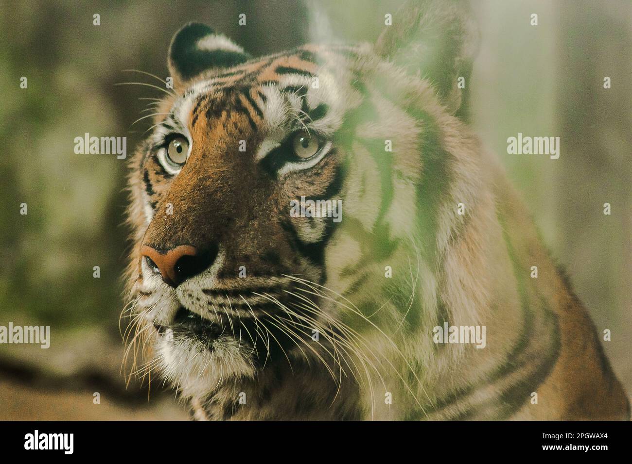 The tiger's gaze had a terrifying eye.The eyes of a tiger look.Tigers ...