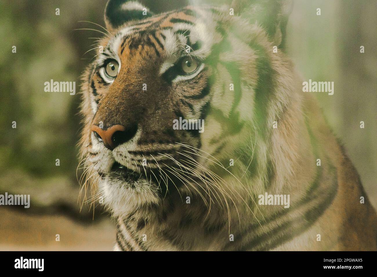 The tiger's gaze had a terrifying eye.The eyes of a tiger look.Tigers ...