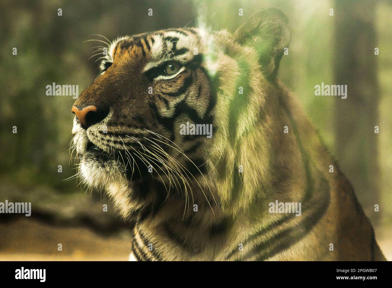 The tiger's gaze had a terrifying eye.The eyes of a tiger look.Tigers ...