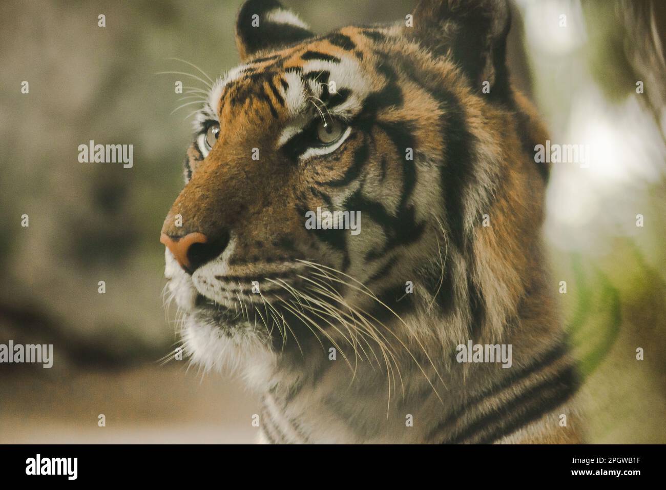 The tiger's gaze had a terrifying eye.The eyes of a tiger look.Tigers ...