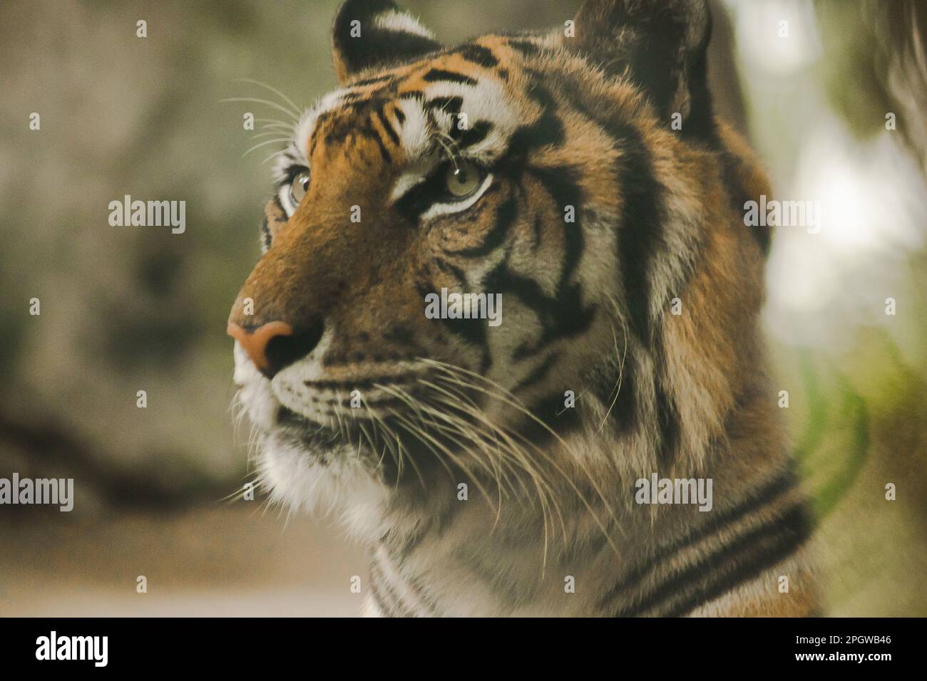 The tiger's gaze had a terrifying eye.The eyes of a tiger look.Tigers ...